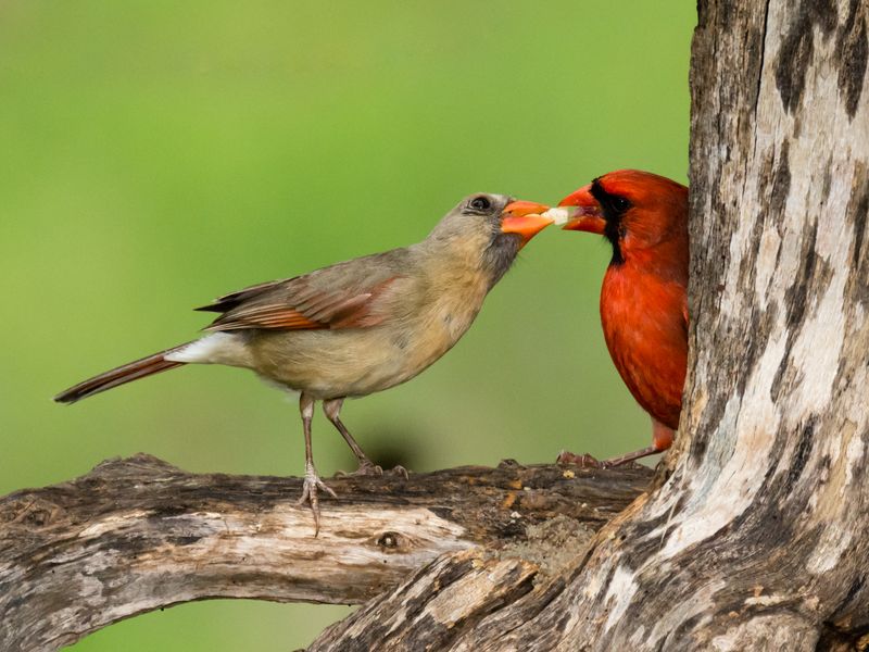 Northern Cardinal Feeds Her Mate | Smithsonian Photo Contest ...