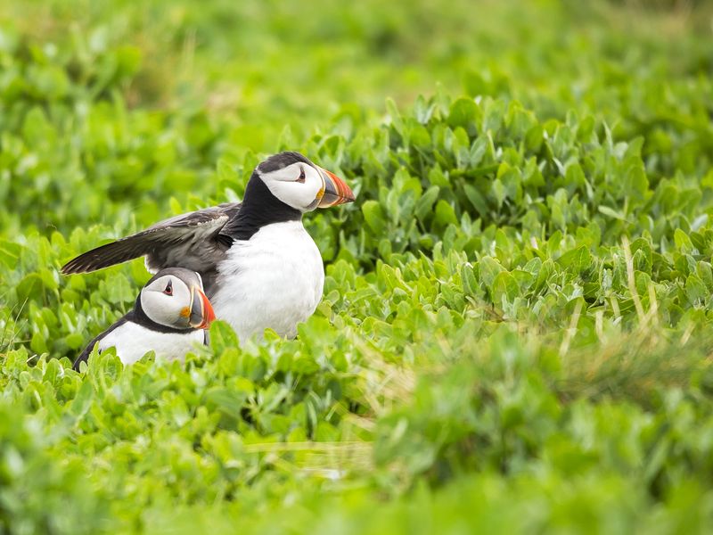 A pair of Puffin | Smithsonian Photo Contest | Smithsonian Magazine