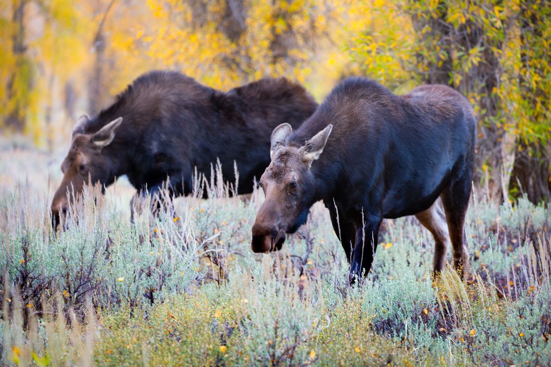 Sister Moose | Smithsonian Photo Contest | Smithsonian Magazine