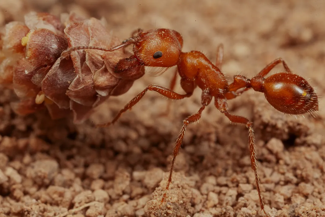Meet the Entomologist and Wildlife Photographer Zooming in on the Weird ...