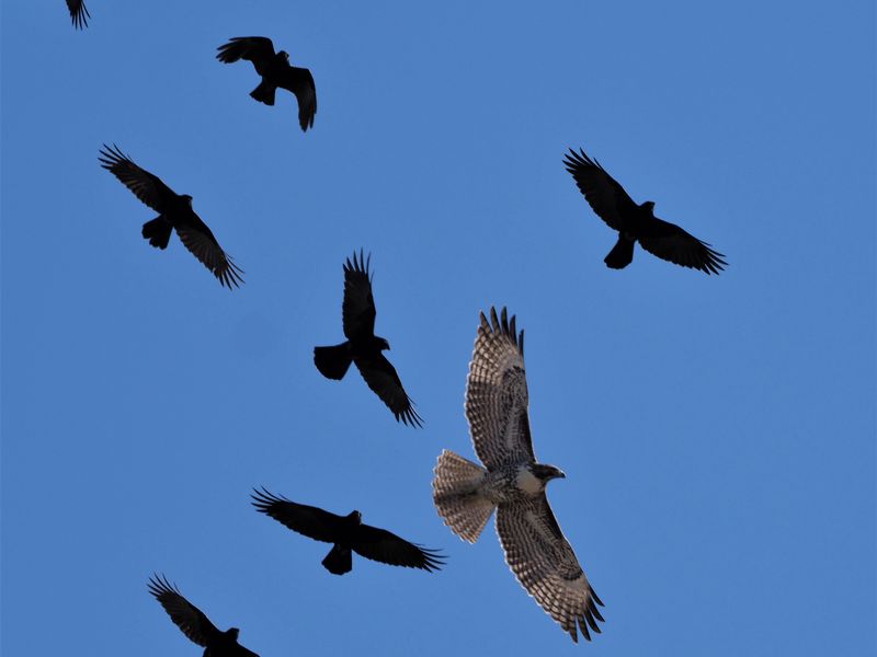 Hawk being attacked by Crows | Smithsonian Photo Contest | Smithsonian ...