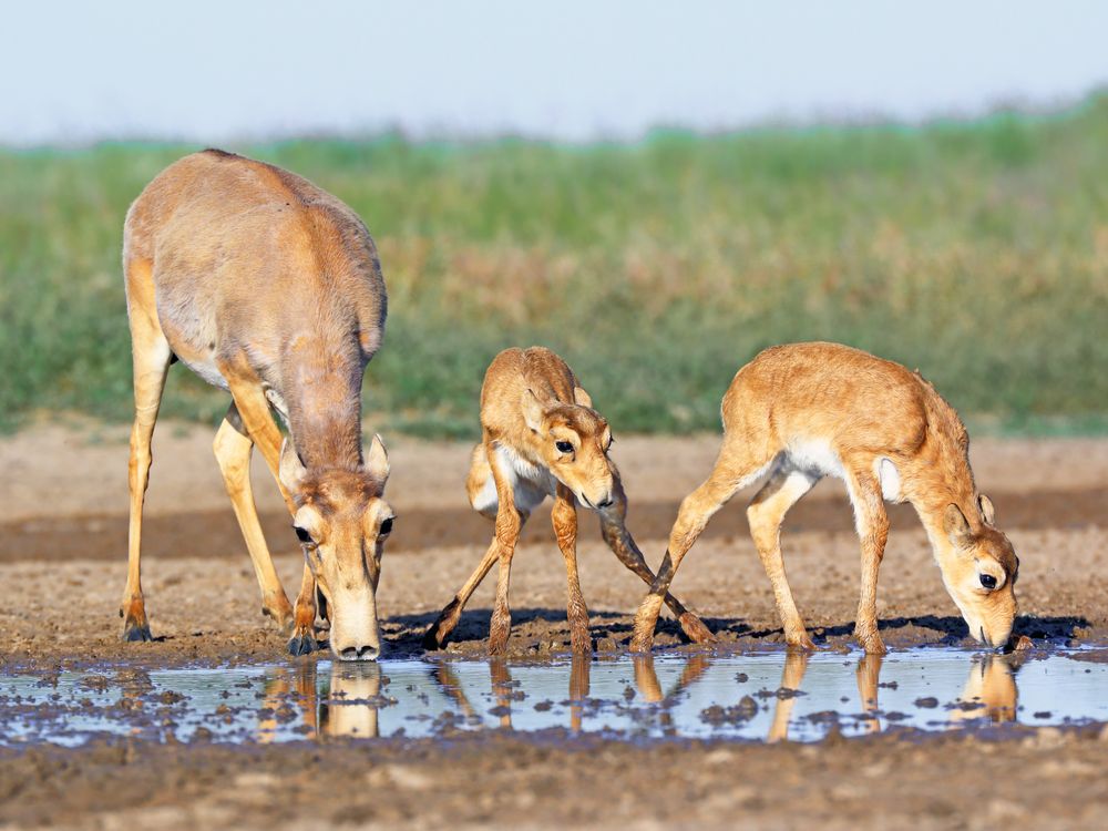 Mother saiga and newborn calves | Smithsonian Photo Contest ...