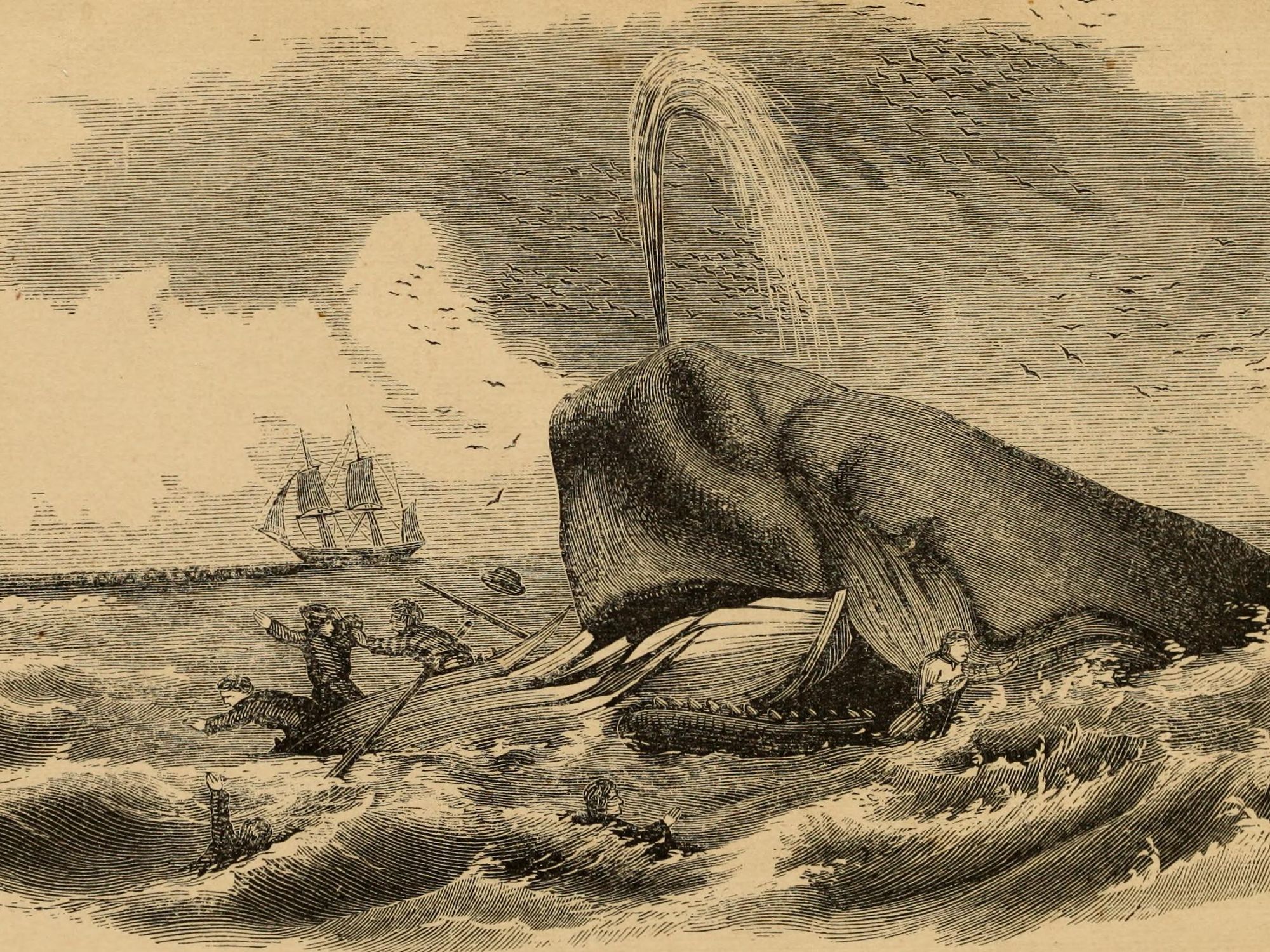 Inside the Terrifying True Story of the Sperm Whale That Sank the Whale ...