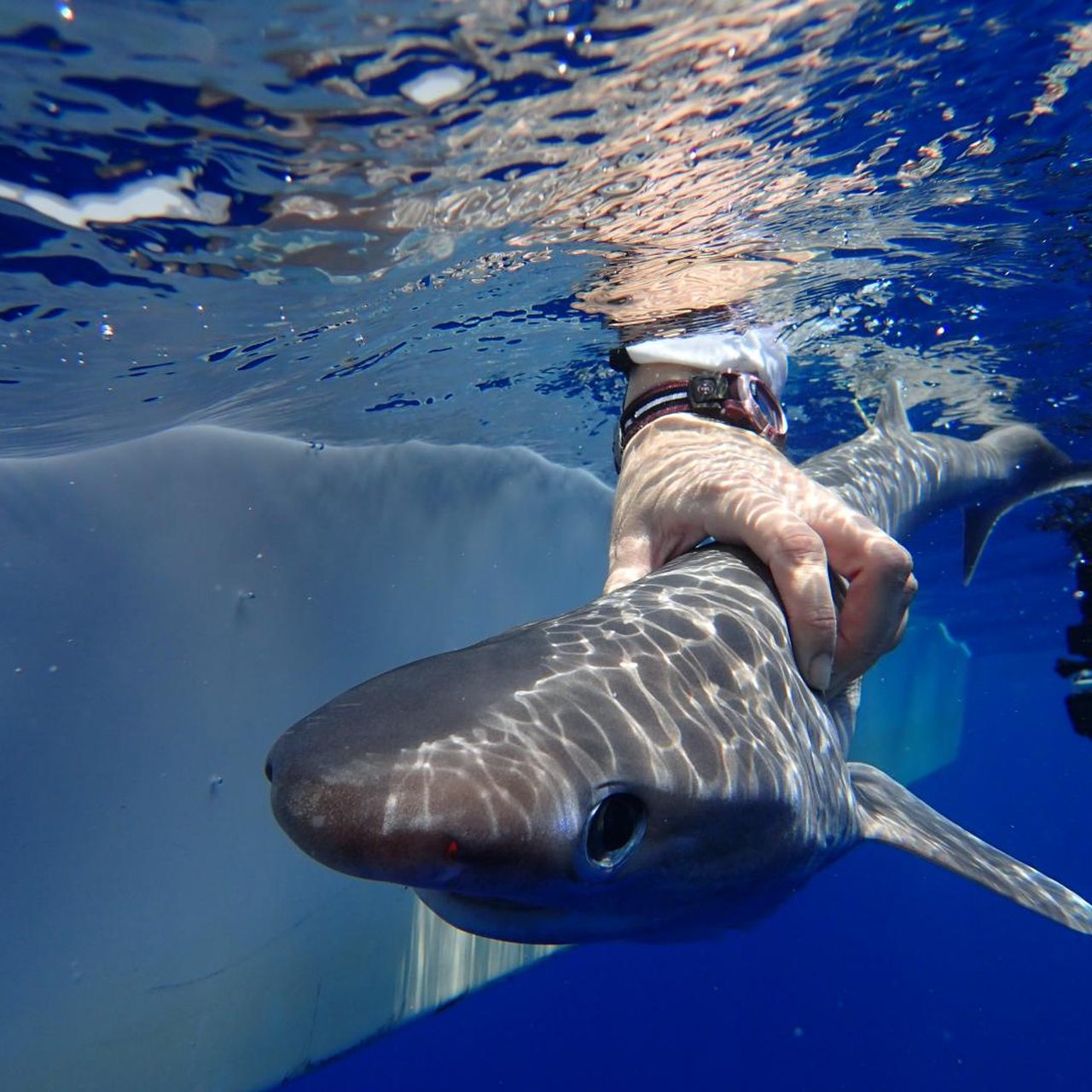 Different Types Of Sharks In The World Shark Species Shark Facts And