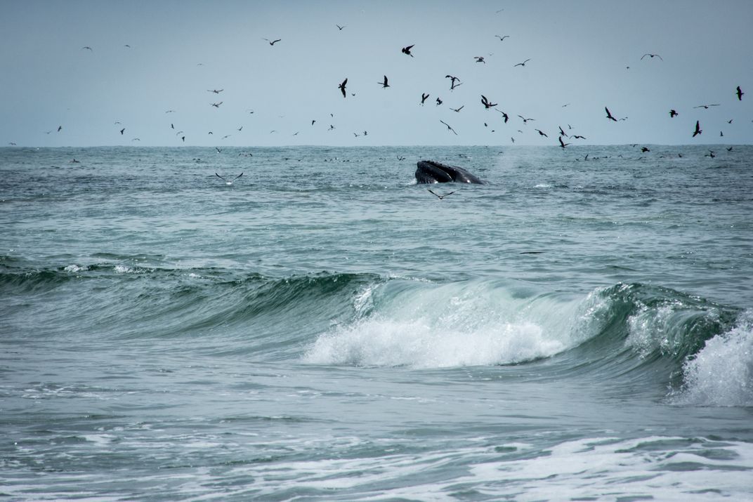 Humpback Whale Encounter on the Beach | Smithsonian Photo Contest ...