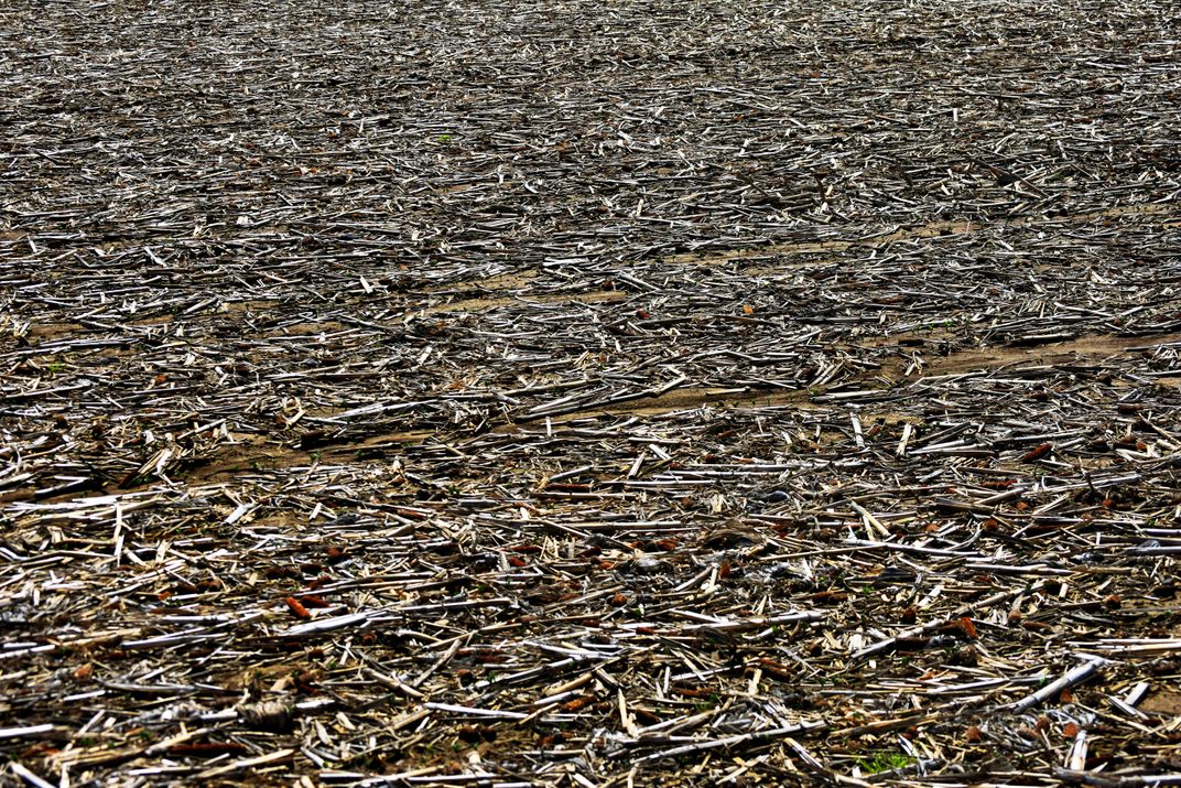 Dead Stalks | Smithsonian Photo Contest | Smithsonian Magazine
