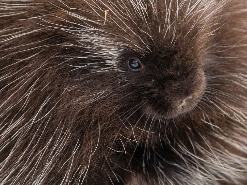 I just want a hug! A porcupine is pictured in the Catskills, New York ...