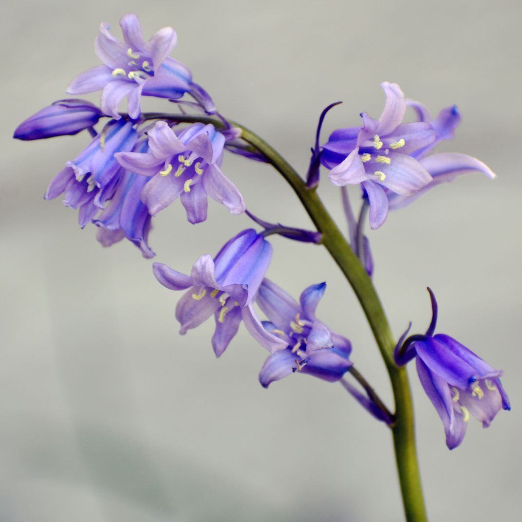 The last of the Bluebells | Smithsonian Photo Contest | Smithsonian ...