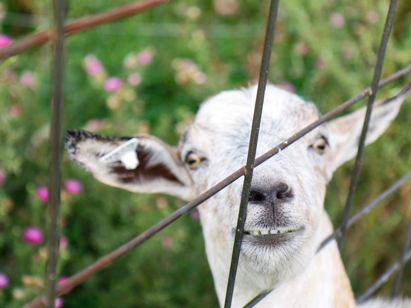 Goofy Goat | Smithsonian Photo Contest | Smithsonian Magazine