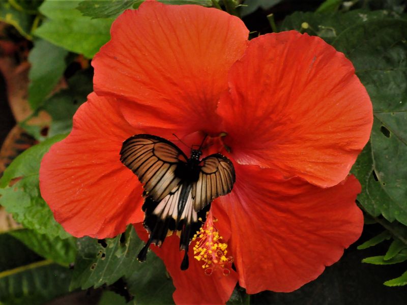Butterfly enjoying a Hibiscus Flower | Smithsonian Photo Contest ...