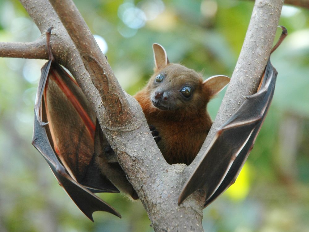 To Uncover the Origins of Diseases, Smithsonian Researchers Dust Bat ...