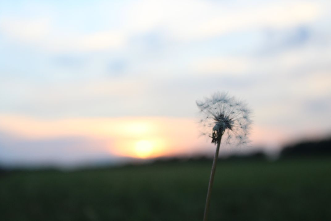 Dandelion Sunset | Smithsonian Photo Contest | Smithsonian Magazine