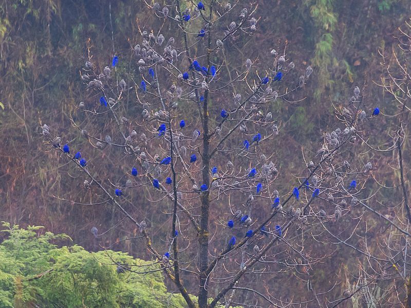 A tree full of Grandala birds | Smithsonian Photo Contest | Smithsonian ...