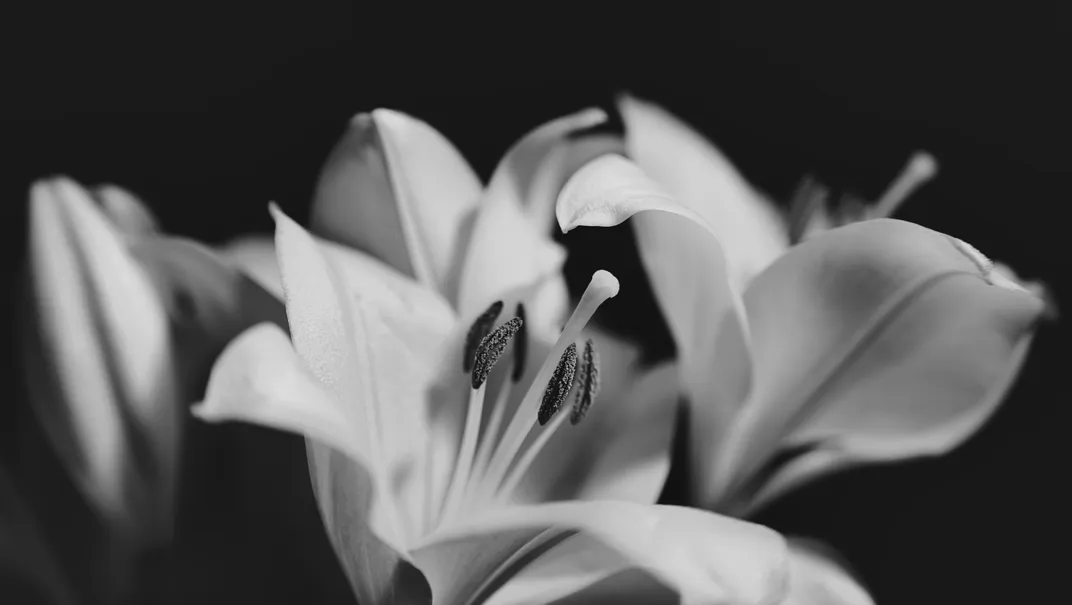 B&W Flowers | Smithsonian Photo Contest | Smithsonian Magazine