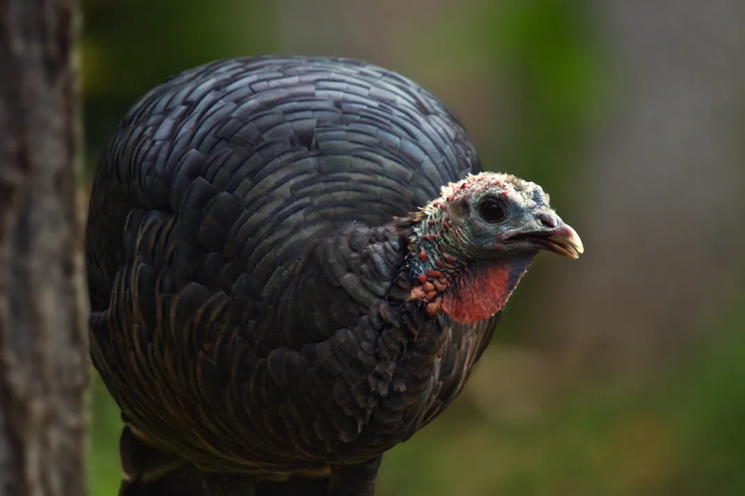 Wild turkey in my garden | Smithsonian Photo Contest | Smithsonian Magazine