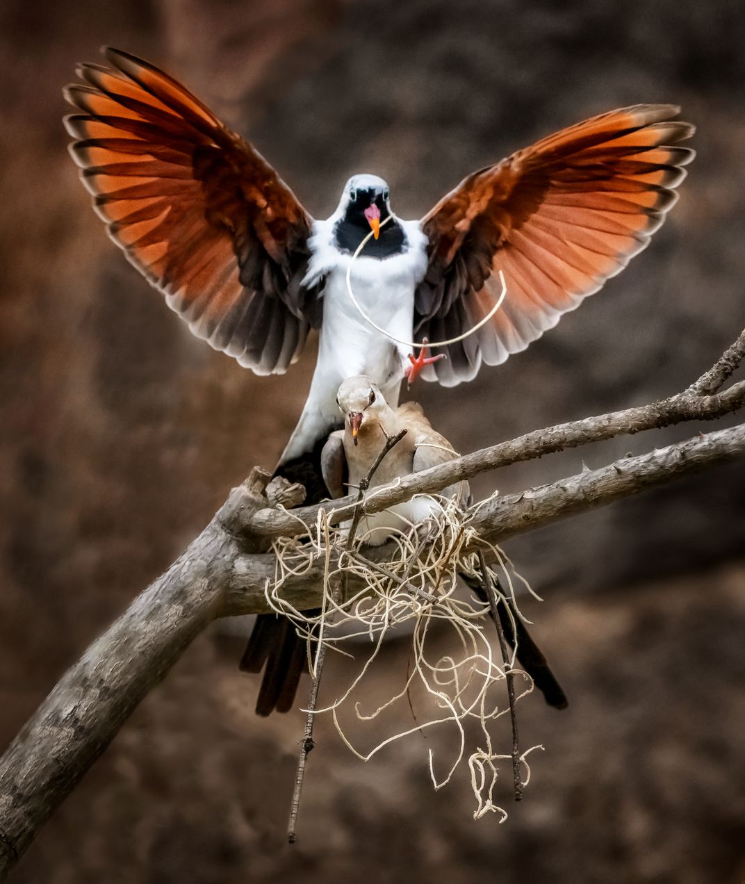 One Twig at a Time | Smithsonian Photo Contest | Smithsonian Magazine