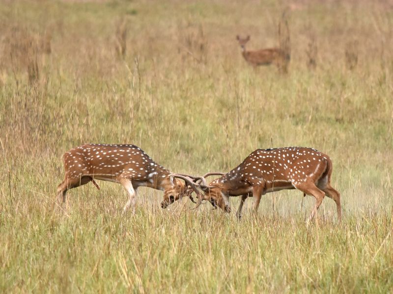 Battle for mating rights | Smithsonian Photo Contest | Smithsonian Magazine