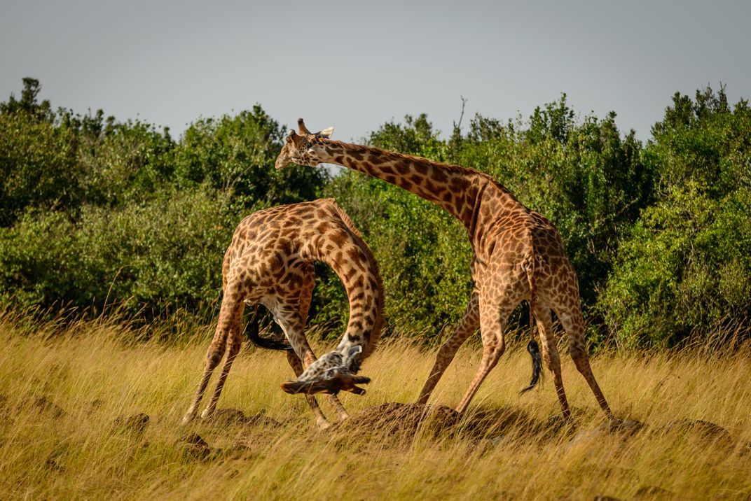 Giraffe Sparring | Smithsonian Photo Contest | Smithsonian Magazine