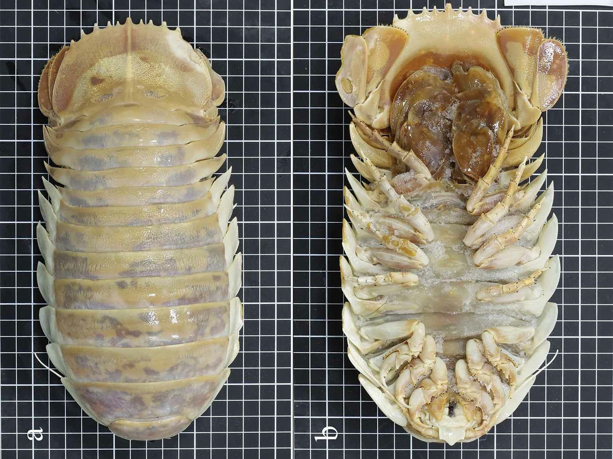 New Species of Deep Sea Isopod Discovered