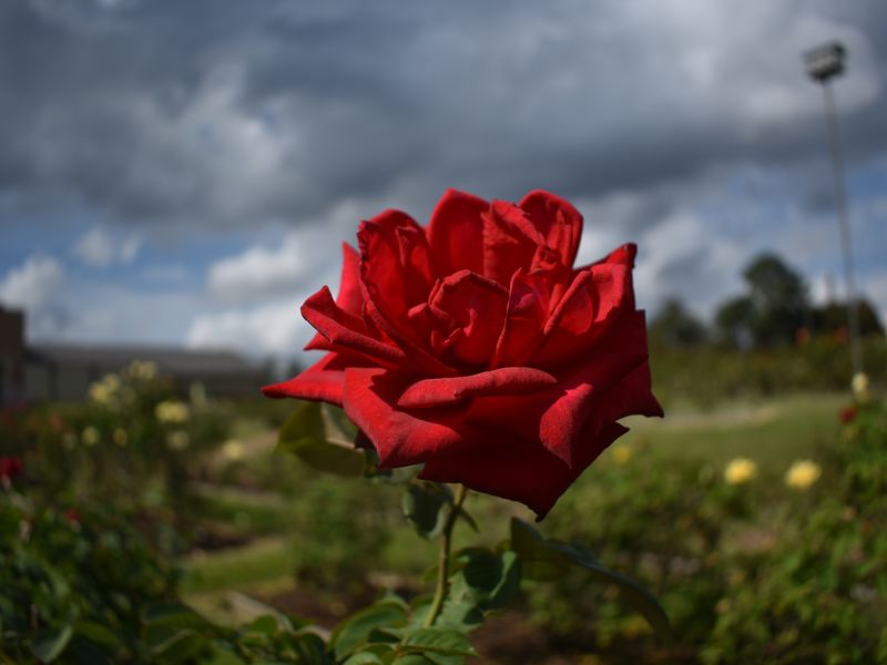 Lonely Rose | Smithsonian Photo Contest | Smithsonian Magazine