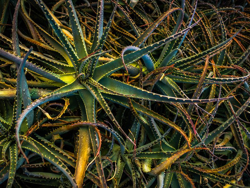 Cactus Creature | Smithsonian Photo Contest | Smithsonian Magazine