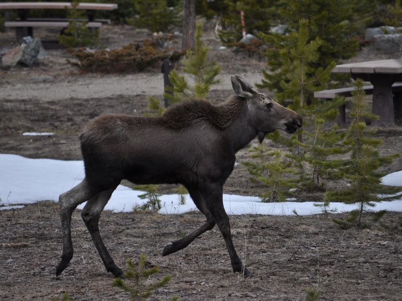 Young Moose trotting through Rocky Mountain National Park | Smithsonian ...