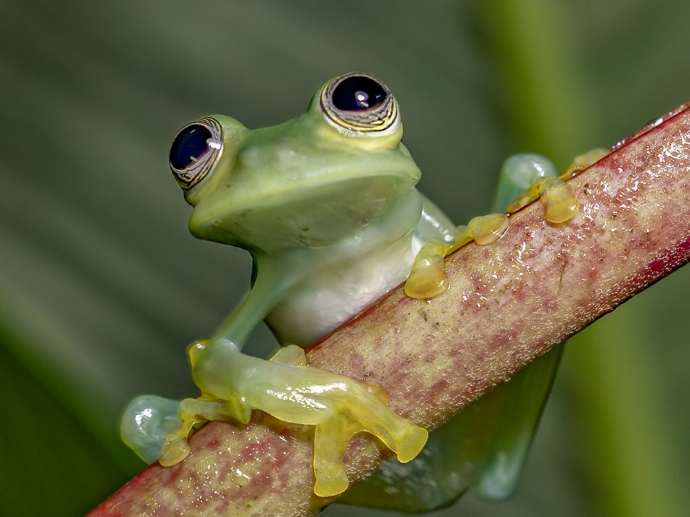 A glass frog in San Carlo, Ecuador | Smithsonian Photo Contest ...
