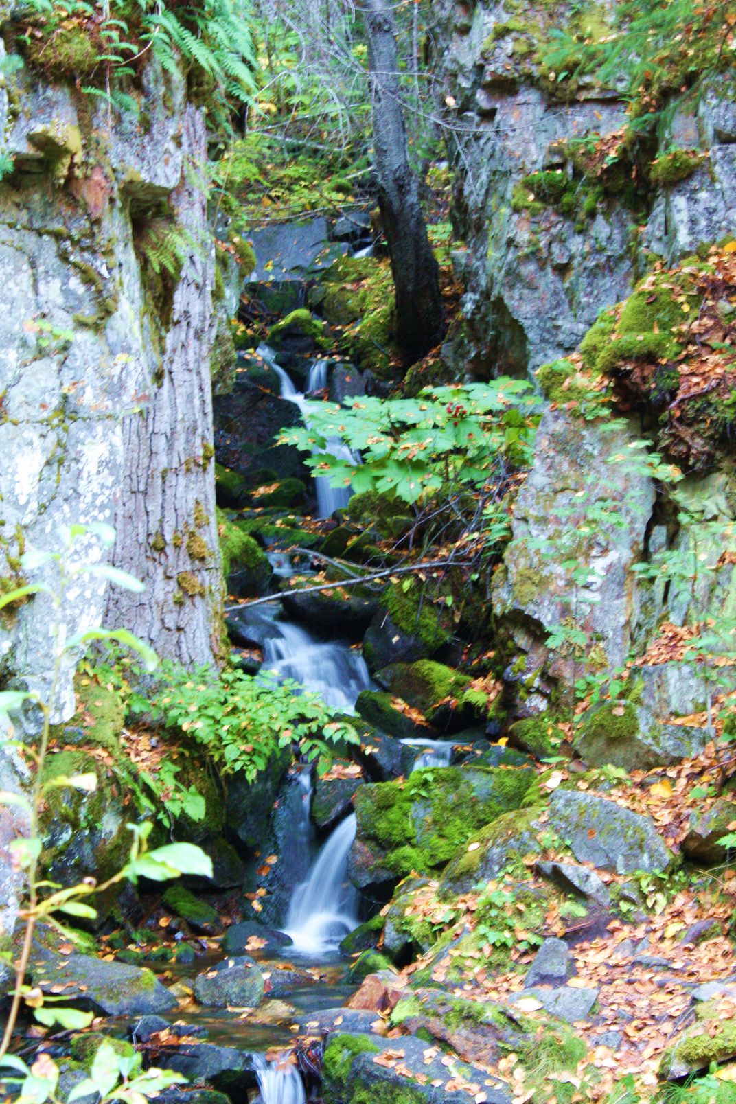 A tiny stream of water running through small plants and rocks in the ...