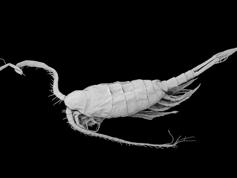 Electron Microscope Photograph of Freshwater Copepod: Limnocalanus ...