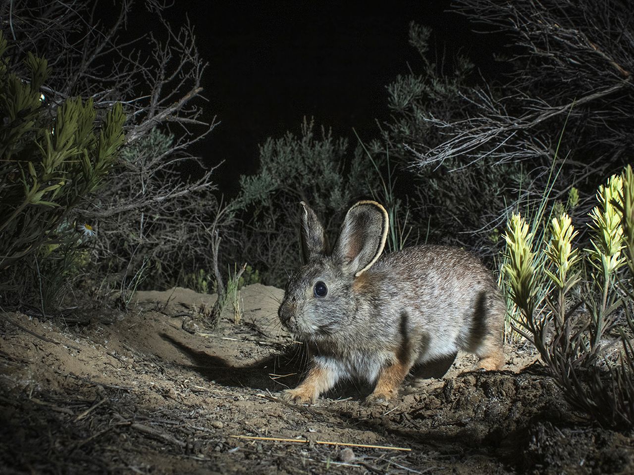 Pygmy Rabbit