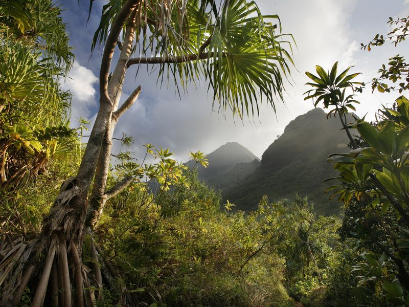Island Vegetation, Hawaii | Smithsonian Photo Contest | Smithsonian ...