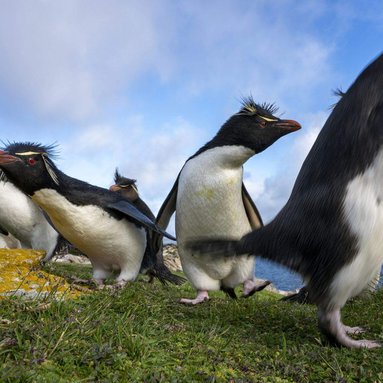 penguin like creature