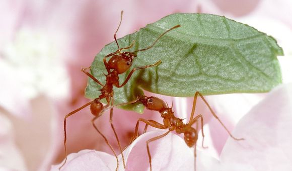 National Museum of Natural History Blog | Smithsonian Magazine