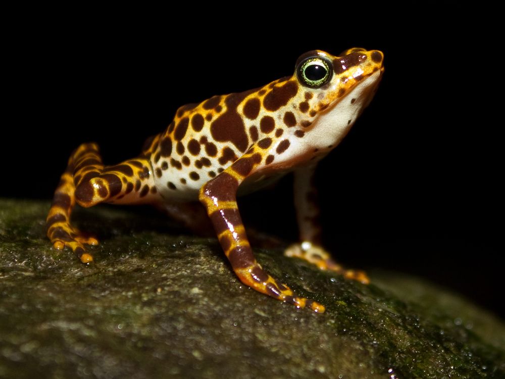 Bezos Earth Fund Gives $2 Million Grant to Launch Groundbreaking ...