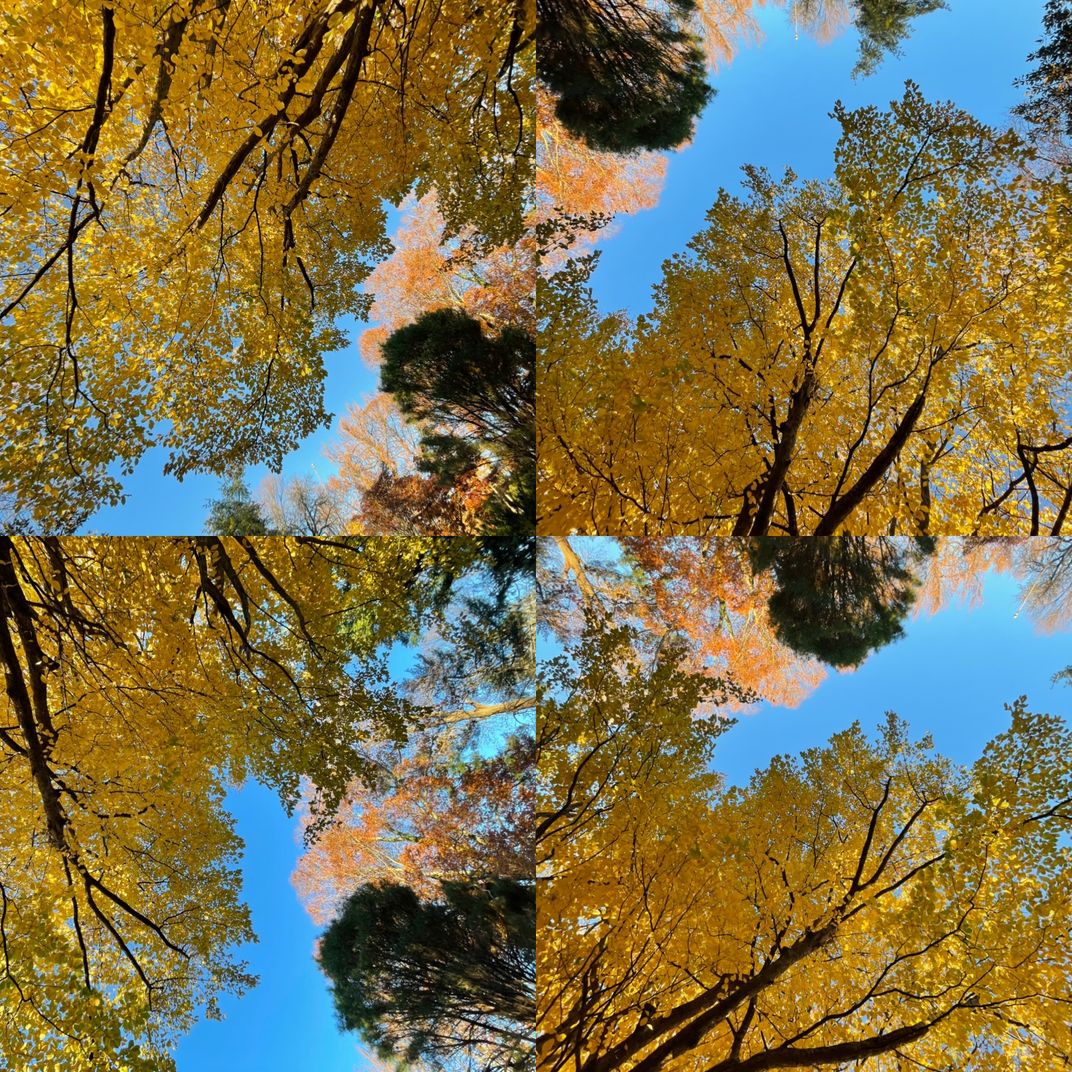 Translucent Trees | Smithsonian Photo Contest | Smithsonian Magazine