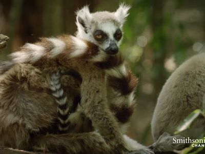 Wildlife | Smithsonian Magazine