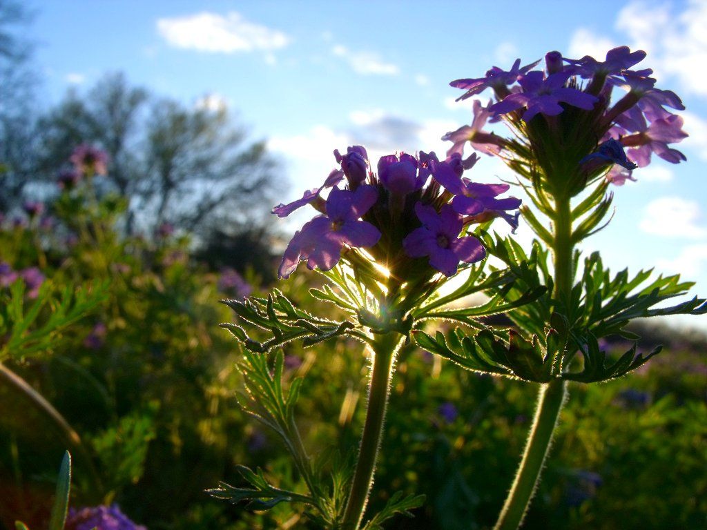One of the many elements of beauty | Smithsonian Photo Contest ...