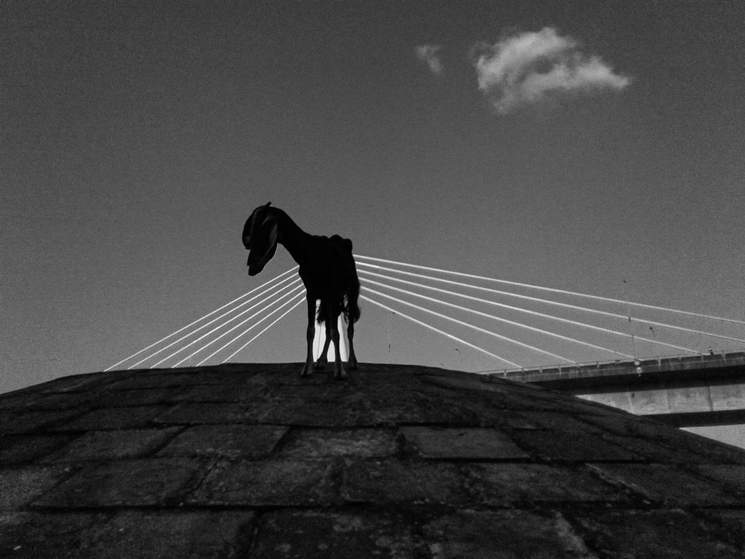 The Goat with pipe | Smithsonian Photo Contest | Smithsonian Magazine