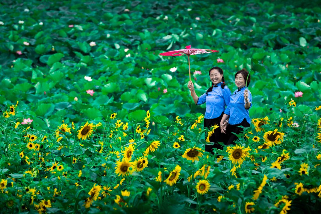 Sunflowers bloom | Smithsonian Photo Contest | Smithsonian Magazine