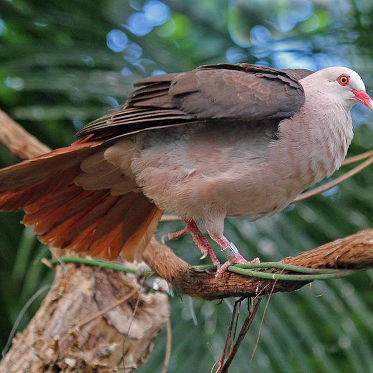 How A Genetic Rescue Mission Could Save The Pink Pigeon In Mauritius