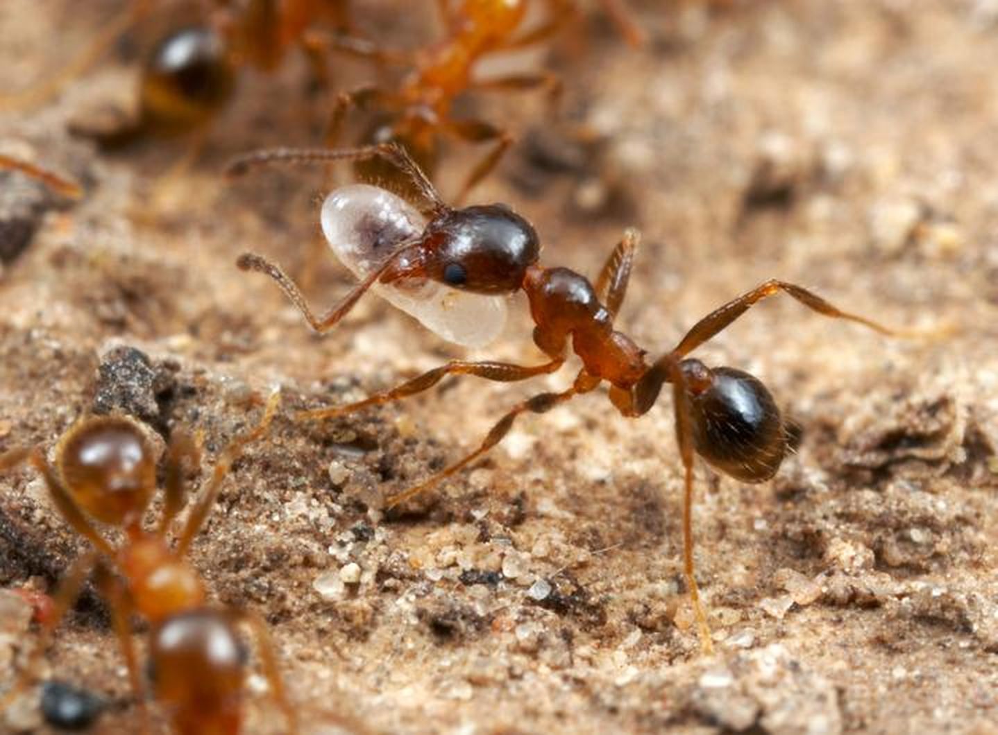These Unusual American Ants Never Get Old