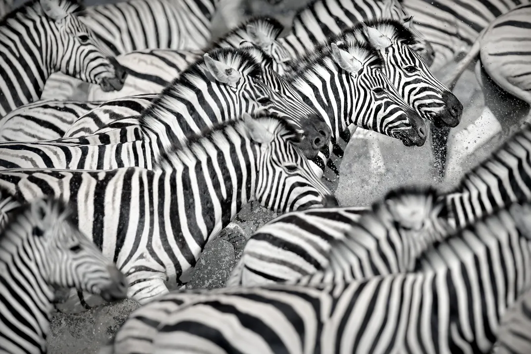 Zebra Flight | Smithsonian Photo Contest | Smithsonian Magazine