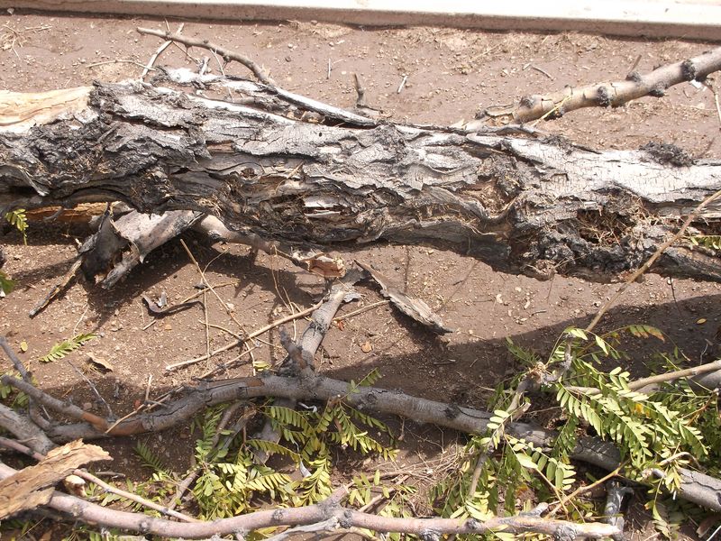 DEAD WOOD | Smithsonian Photo Contest | Smithsonian Magazine