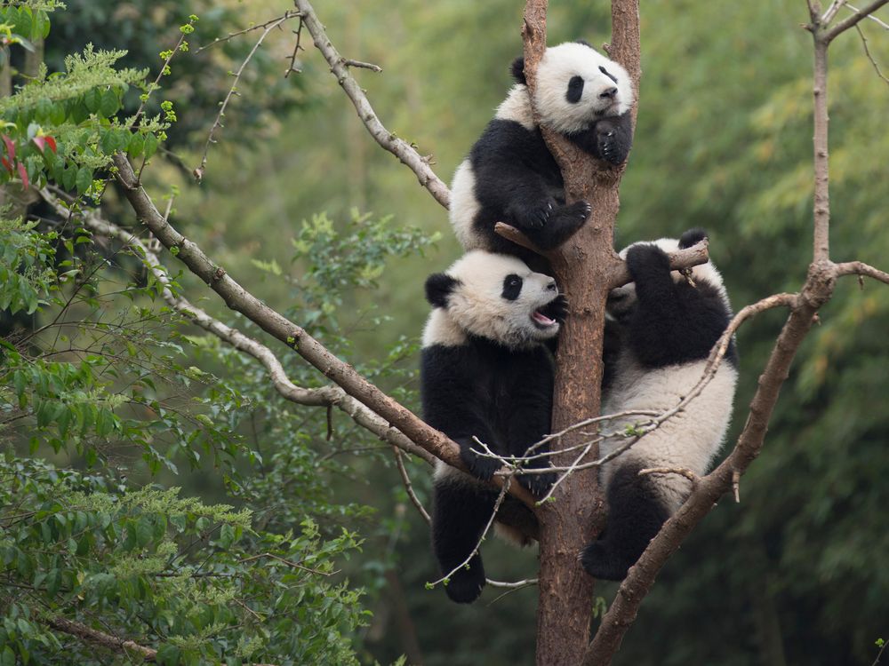 The Science Behind the Unbearably Cute IMAX Movie "Pandas"