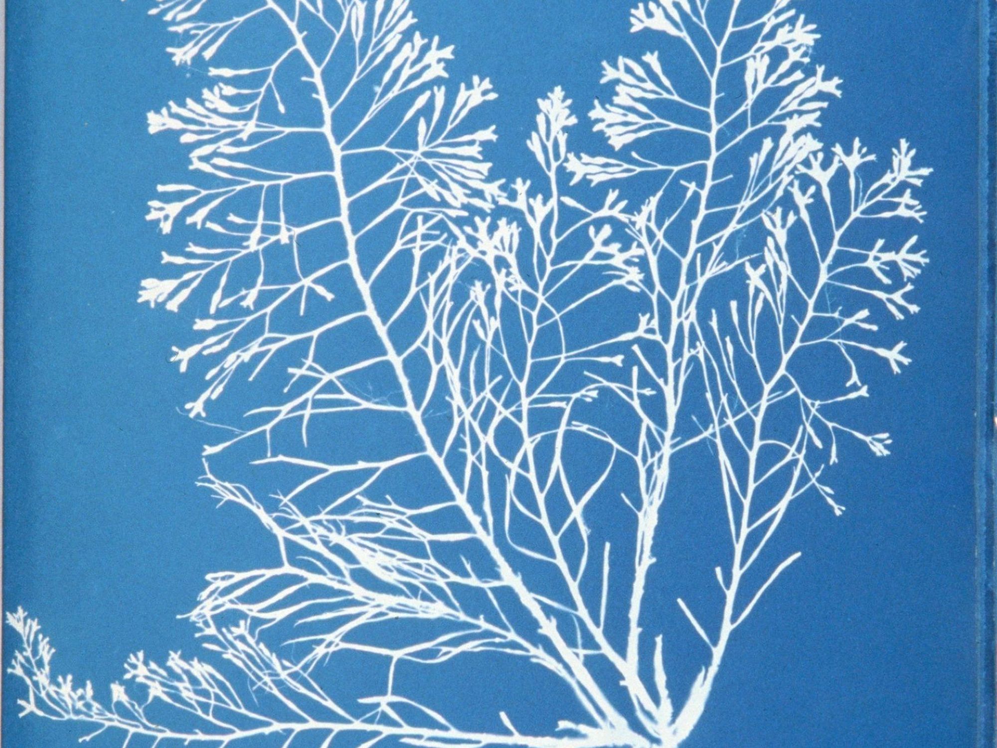 How the First Female Photographer Changed the Way the World Sees Algae