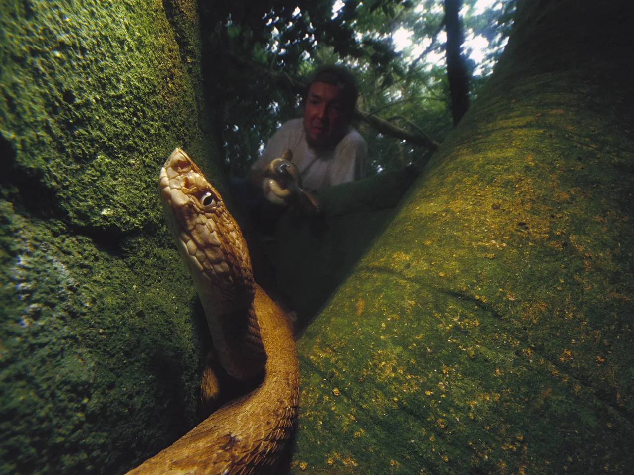 Worlds Deadliest Island Ilha Da Queimada Grande Snake