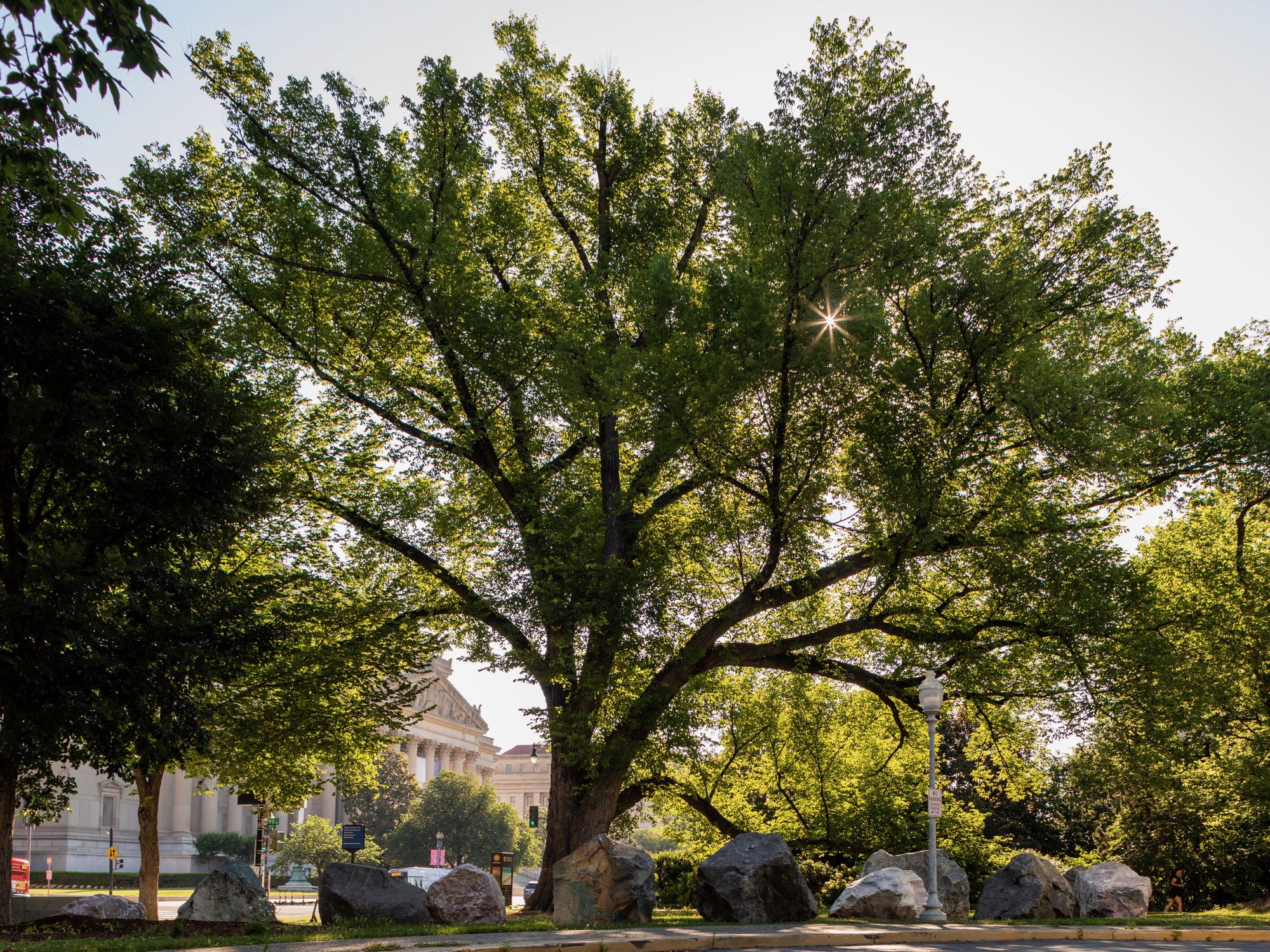 How a Historic Smithsonian Elm Thrives, Over 150 Years After its ...