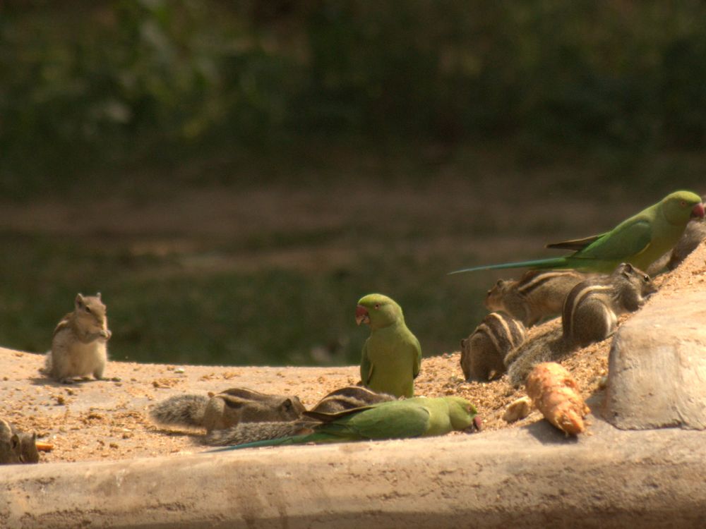 Parrots and squirrels both believed to be devotees of lord Rama in ...