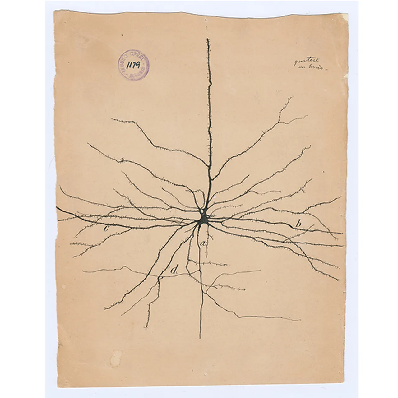 how to draw human nerve cell