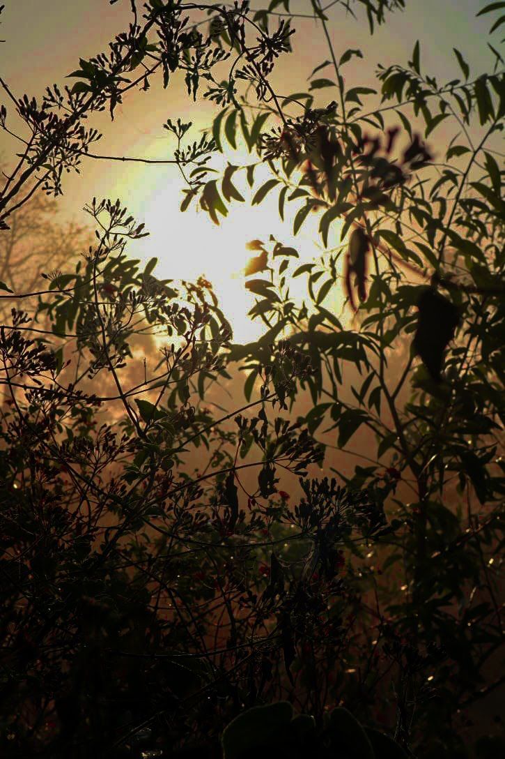 Sunrise through trees | Smithsonian Photo Contest | Smithsonian Magazine